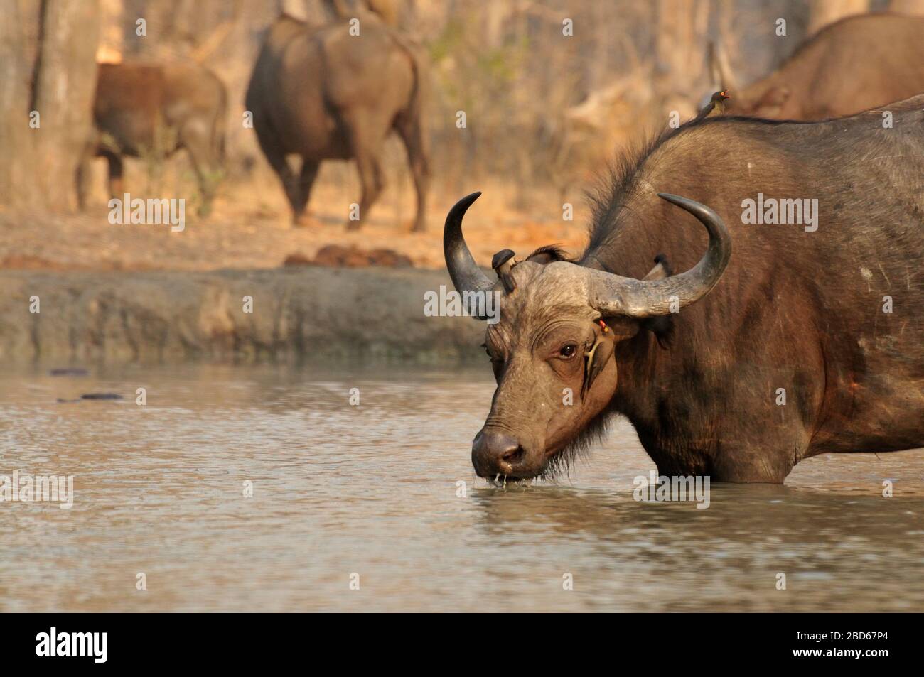 Water buffalo drinking from water hole in Africa Stock Photo - Alamy