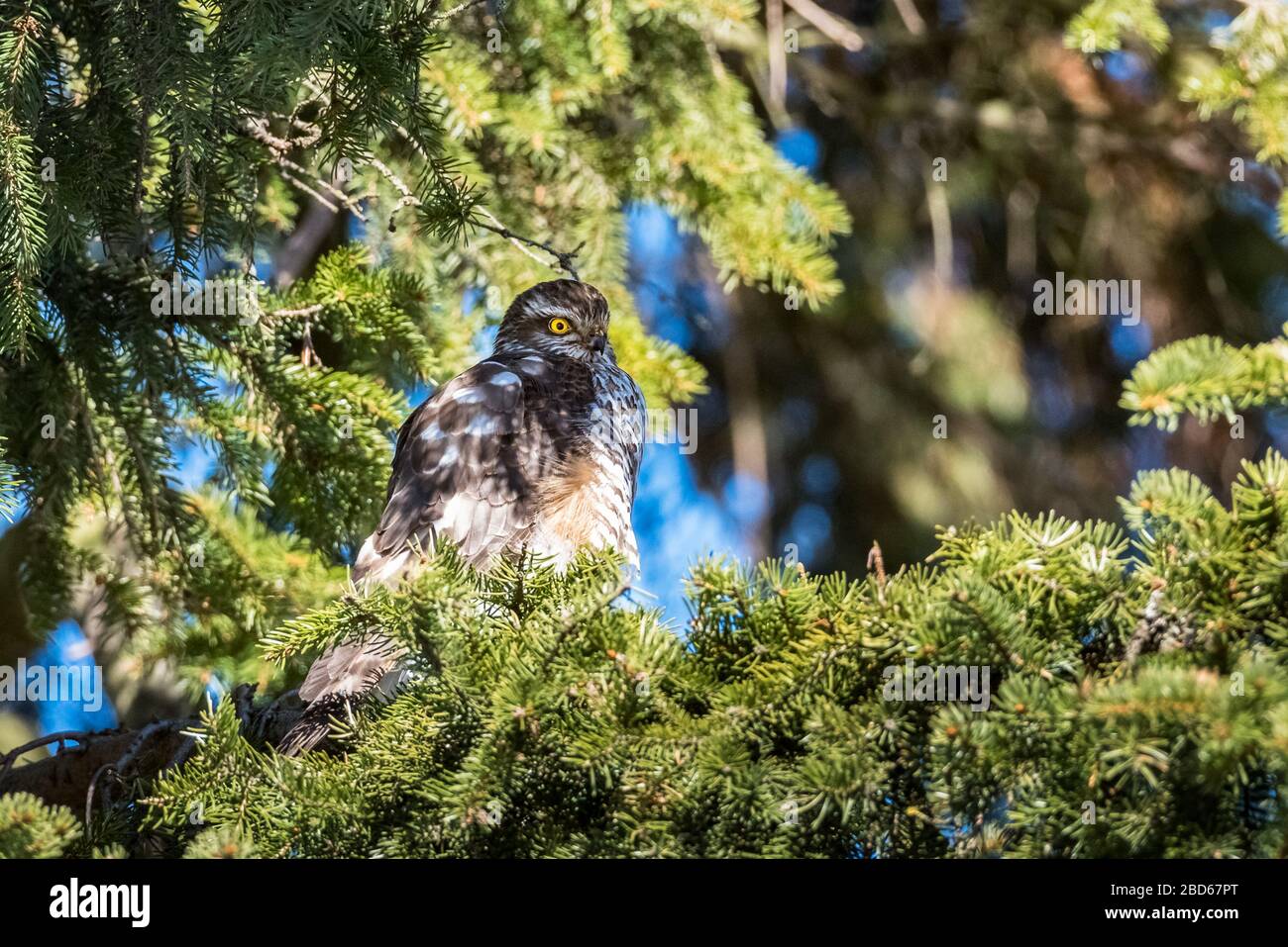 European sparrowhawk stalk on the tree Stock Photo - Alamy