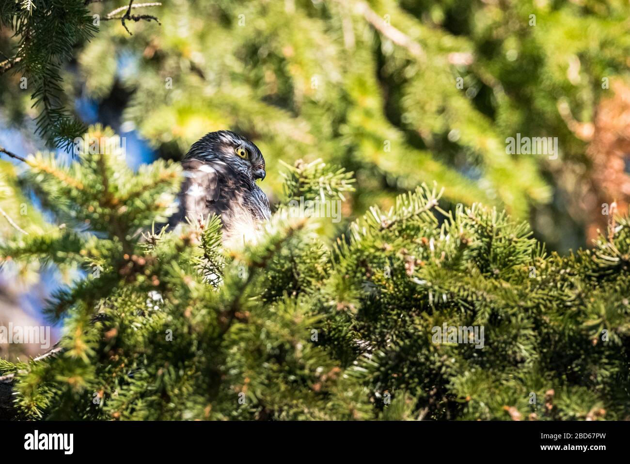 European sparrowhawk stalk on the tree Stock Photo - Alamy