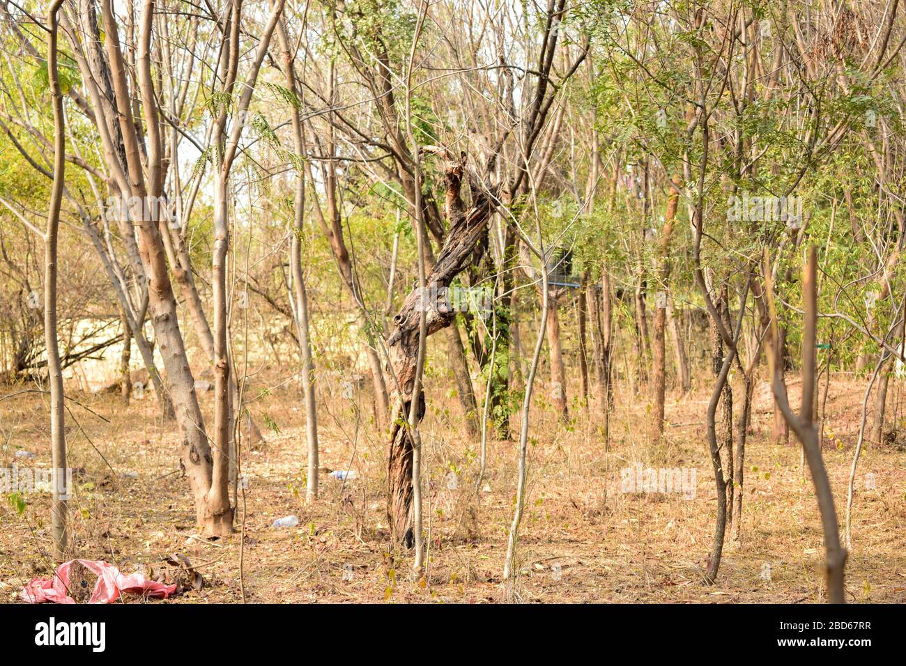 Tree india autumn hi-res stock photography and images - Alamy