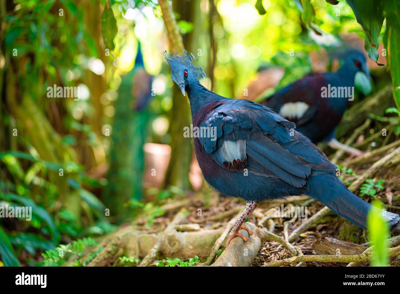 Unusual crowned dove in a green park cleans feathers. Beauty of nature ...