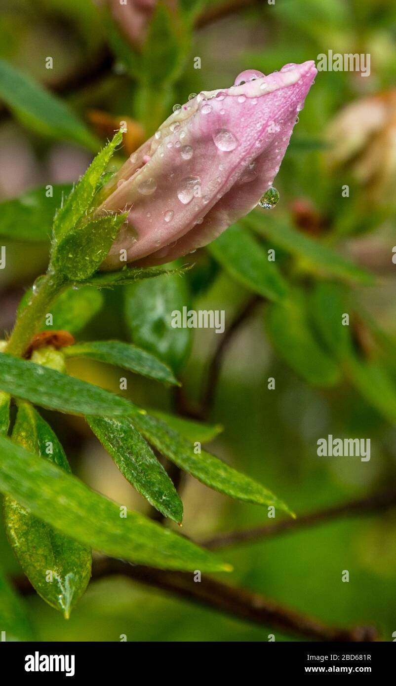 Closeup view of a pink azalea bud ready to open with raindrops on the ...