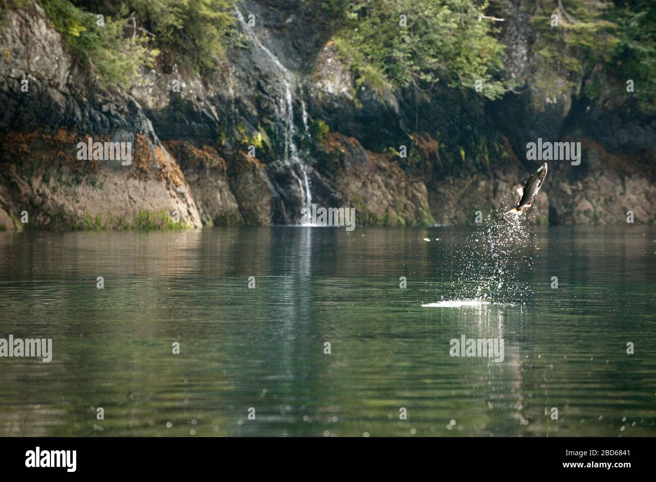 Fish jumping out of lake Stock Photo - Alamy