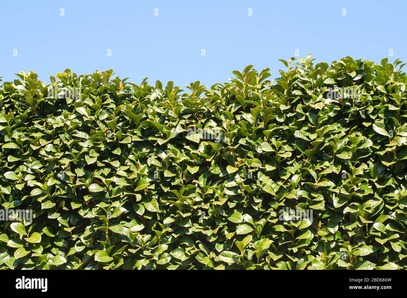 Hedge cherry laurel hi-res stock photography and images - Alamy
