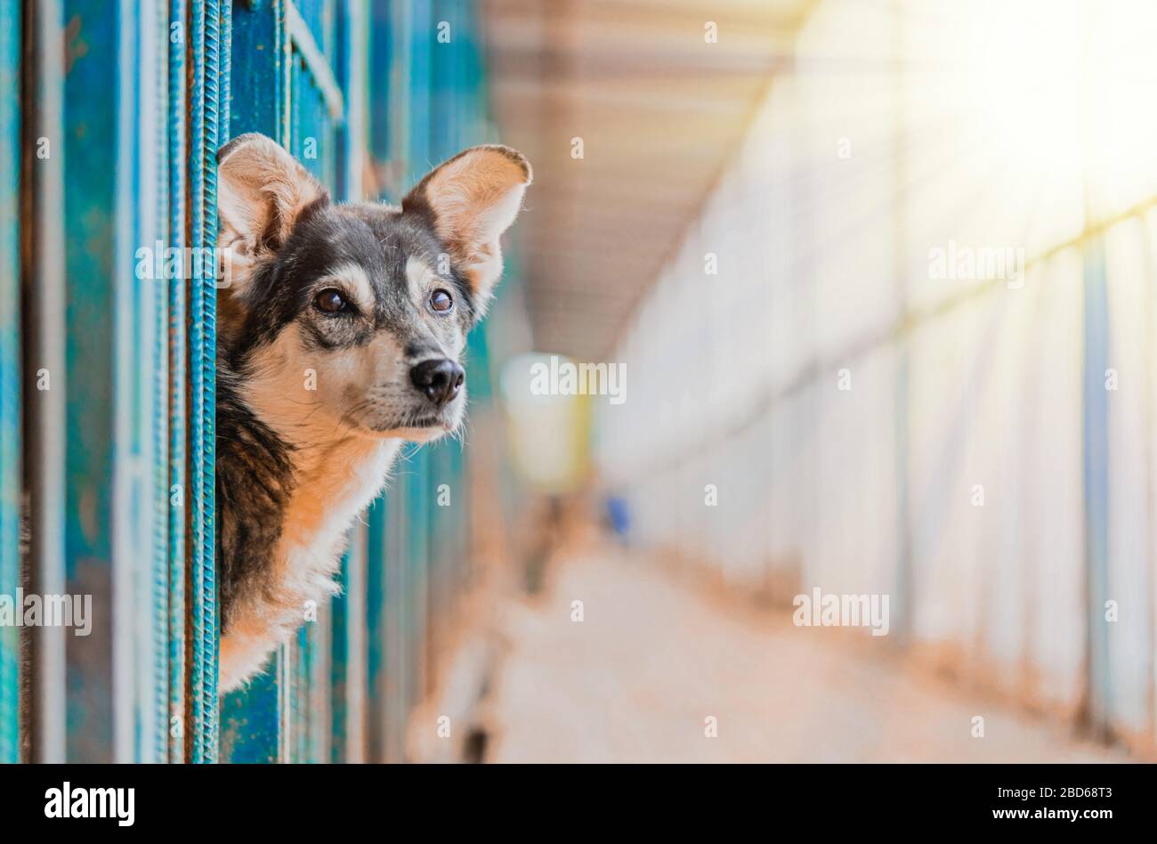 Stray Beautiful Dog Lean Out From Cage And Looking At Human. Dog ...