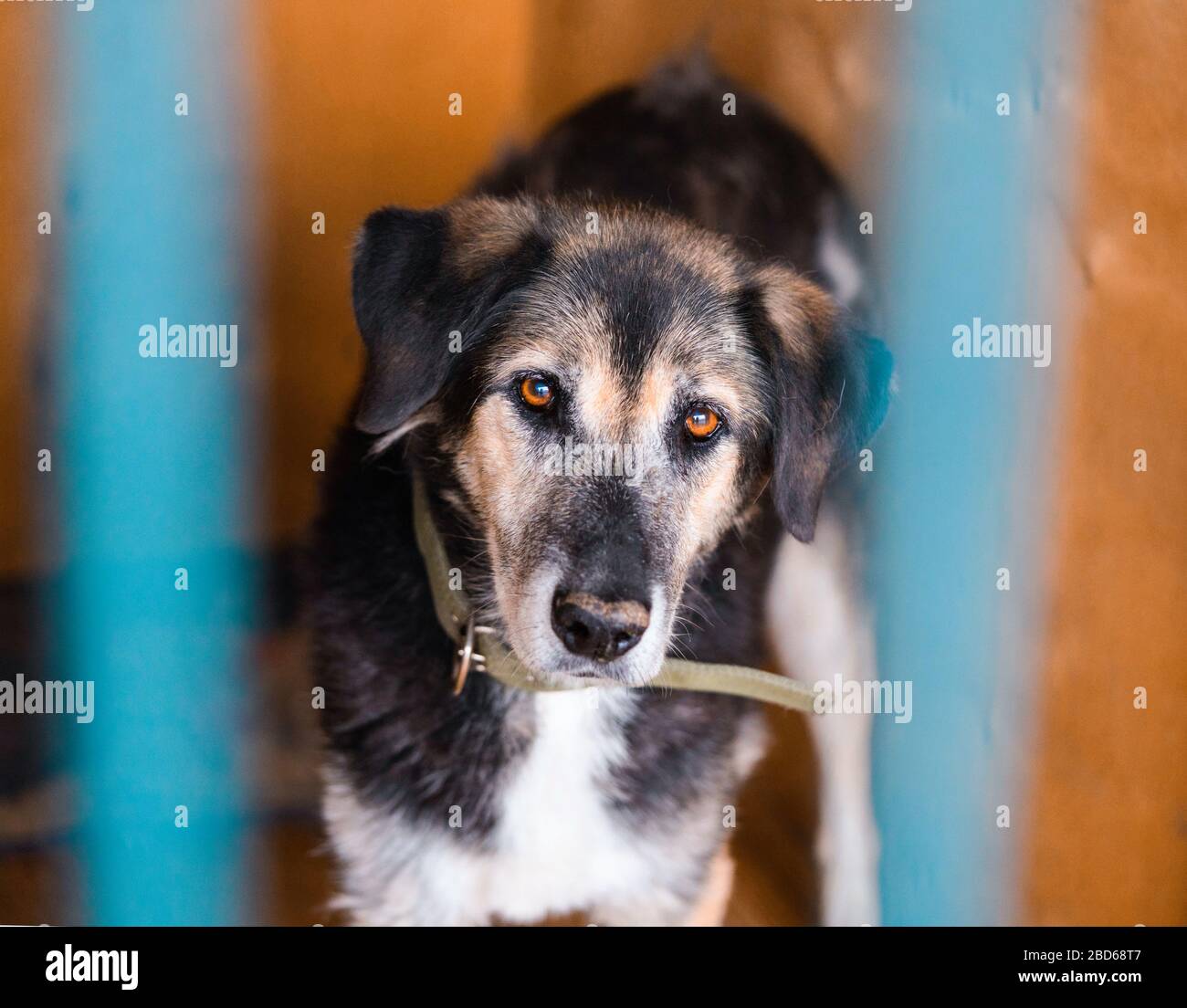 Stray Beautiful Dog Looking Through Cage at Human Eyes. Sad Dog ...