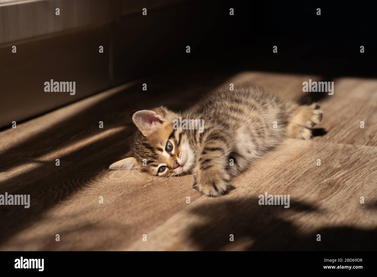 small cute kitten playing in the sun Stock Photo - Alamy