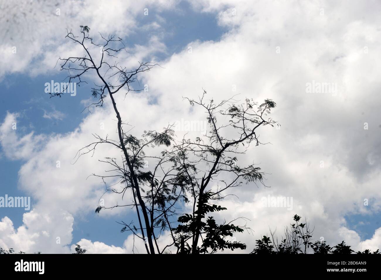 the tree leaves falling Stock Photo - Alamy