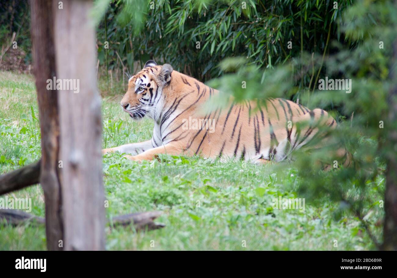 Tiger in Boston Zoo Massachusetts USA Stock Photo - Alamy