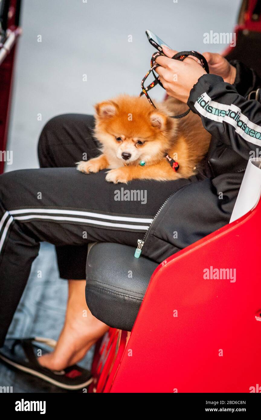 A cute fluffy puppy quietly sits at the back of a traditional rickshaw ...