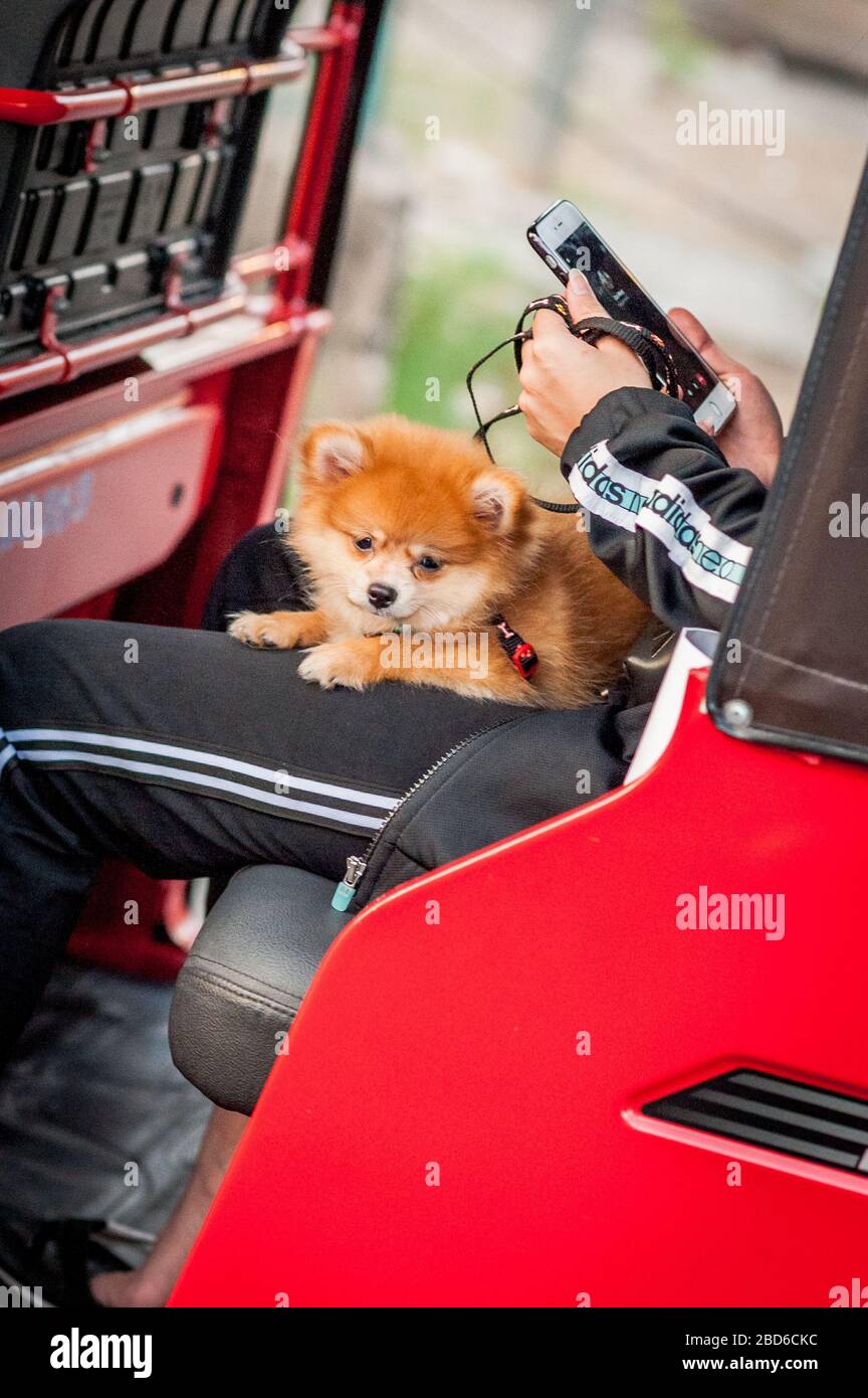 A cute fluffy puppy quietly sits at the back of a traditional rickshaw ...