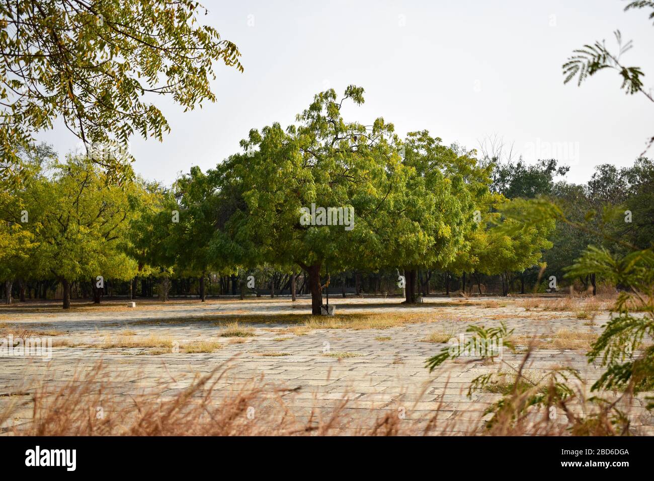 Neem Tree/neem plant Background landscape Stock Photograph Image Stock ...