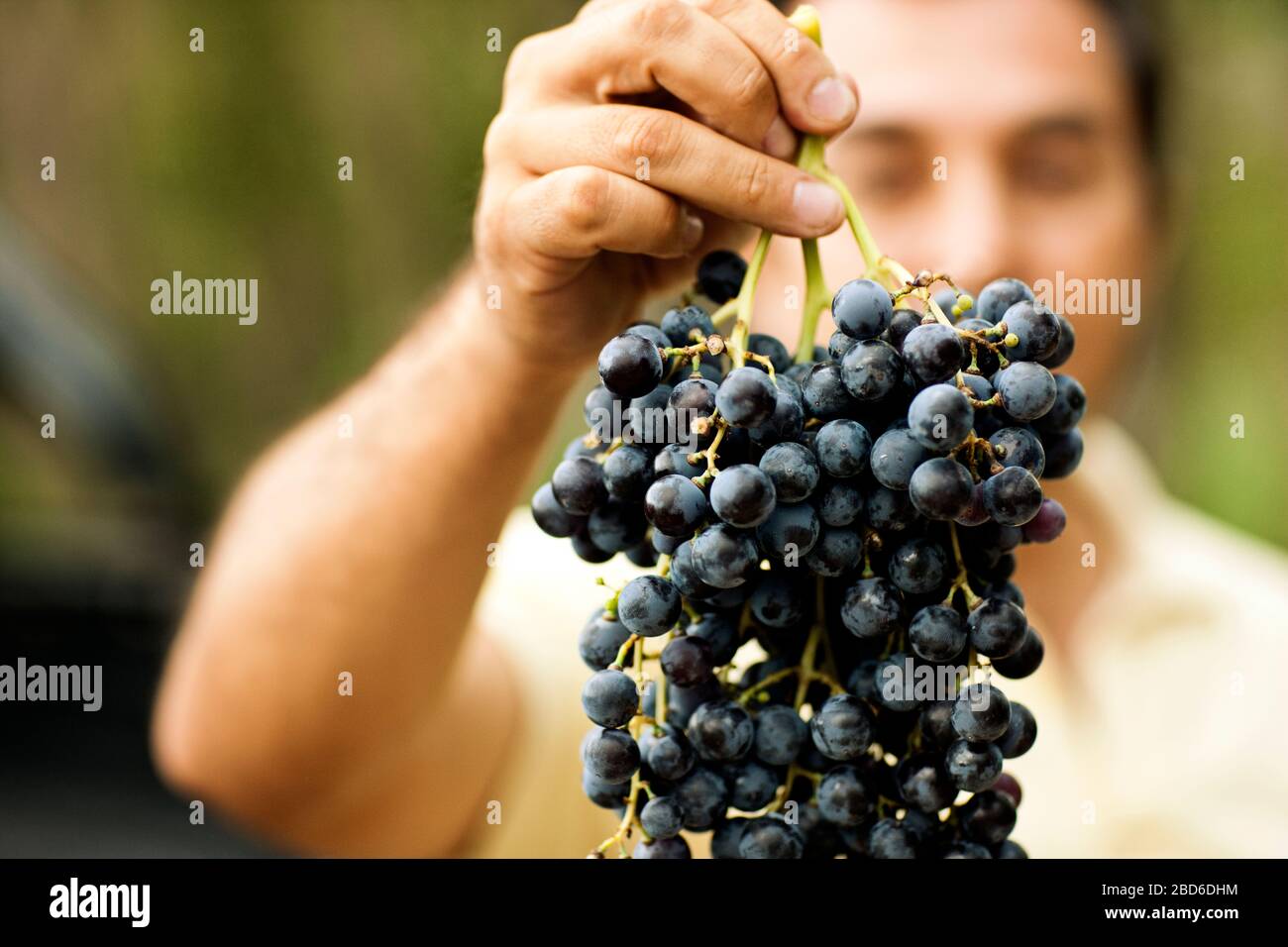 Person holding a bunch of ripe grapes Stock Photo - Alamy