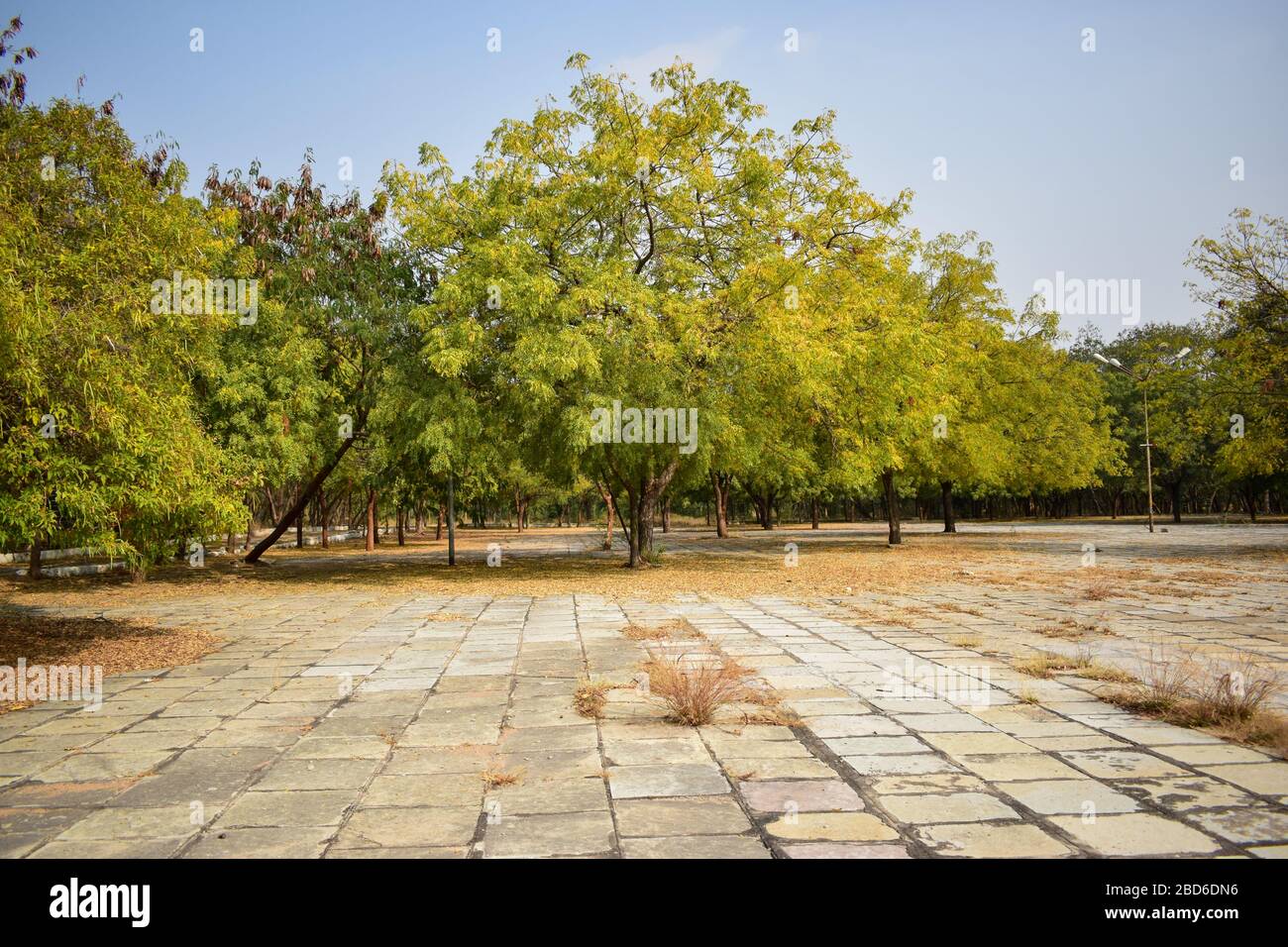 Image neem tree leaves hi-res stock photography and images - Alamy