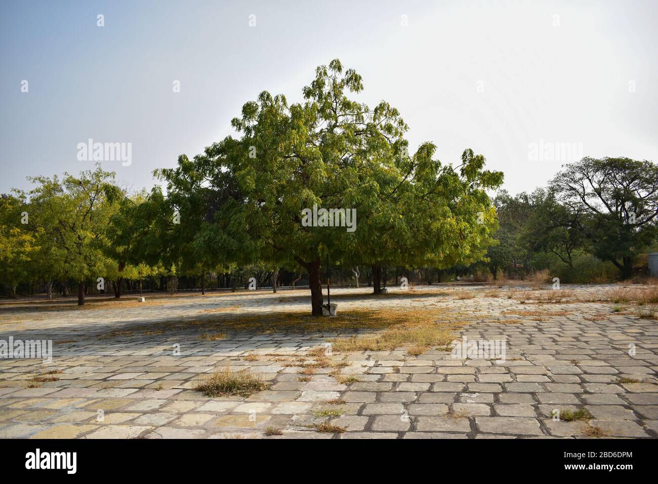Neem Tree/neem plant Background landscape Stock Photograph Image Stock ...