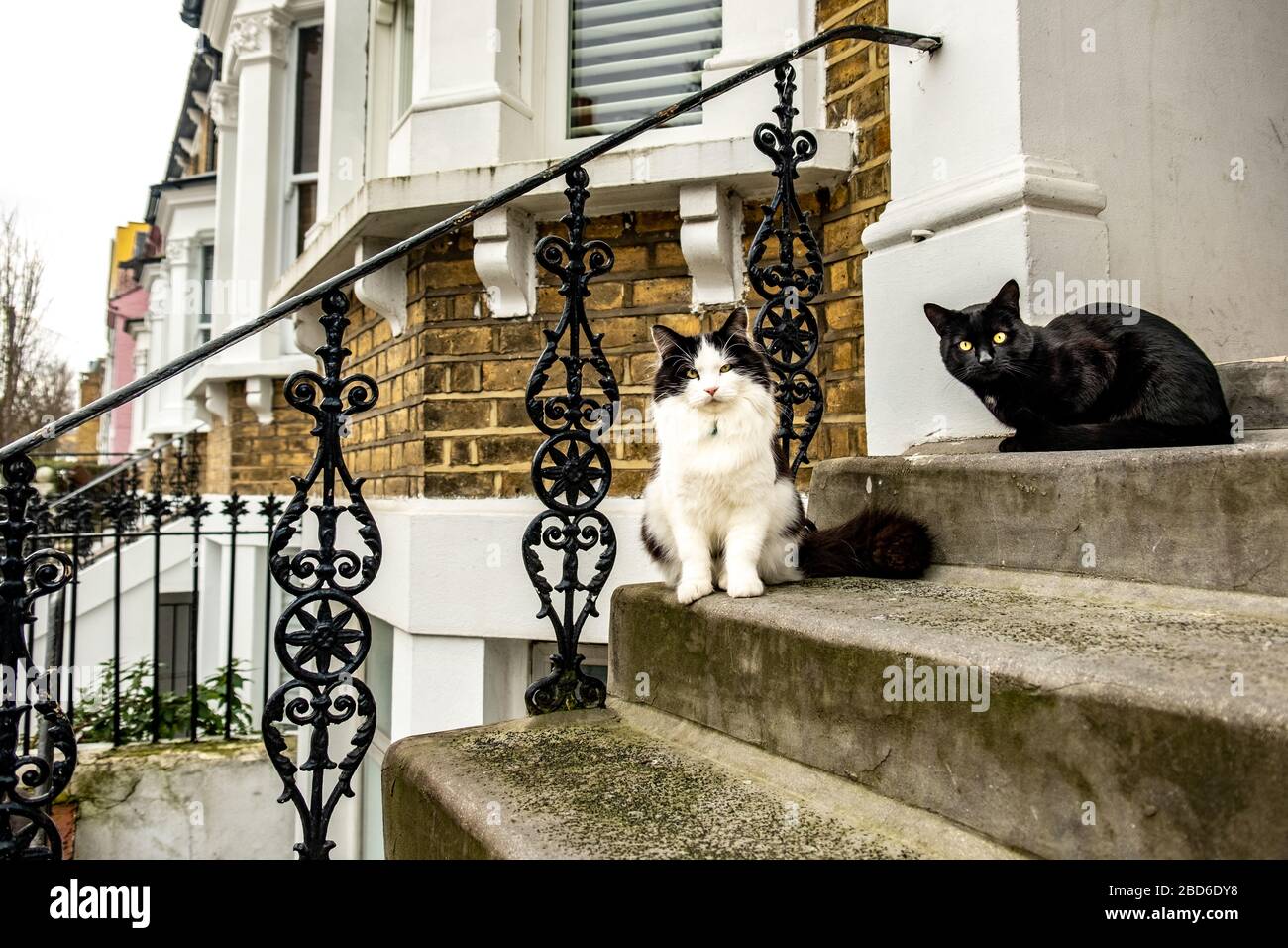 Cats sit on the steps outside suburban London street of houses Stock ...