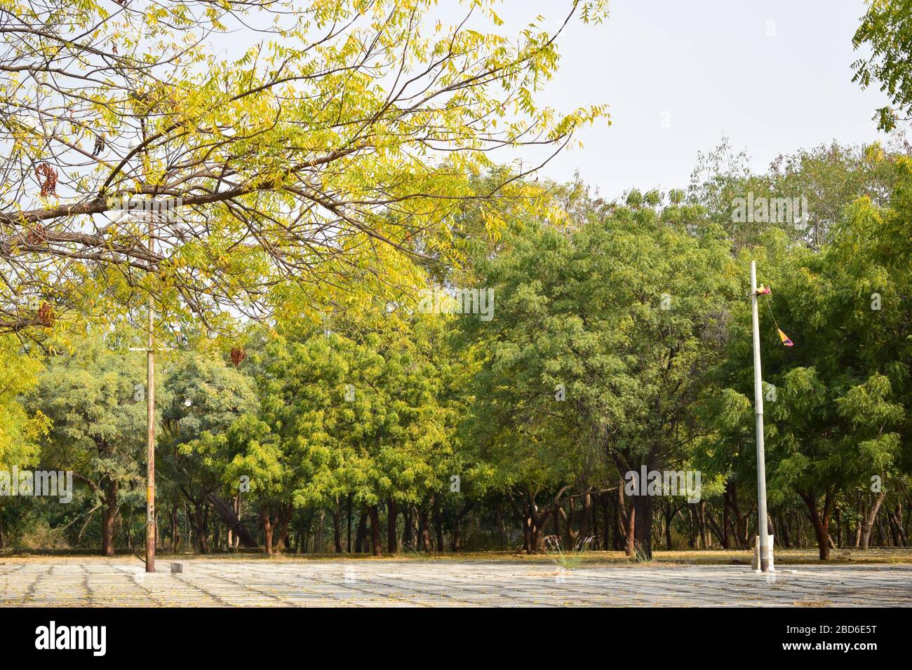 Neem Tree/neem plant Background landscape Stock Photograph Image Stock ...