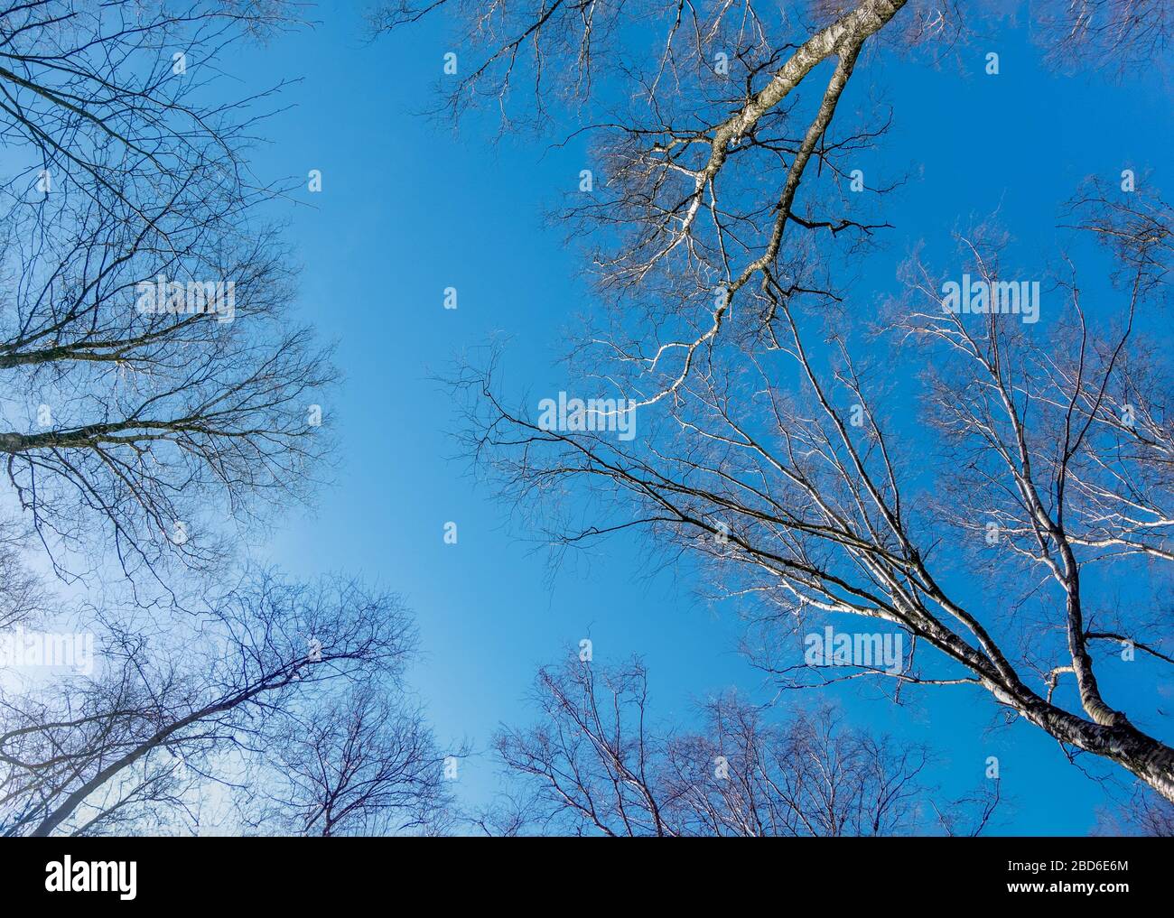 Looking up in the woods tree branches and sky in early spring Stock ...
