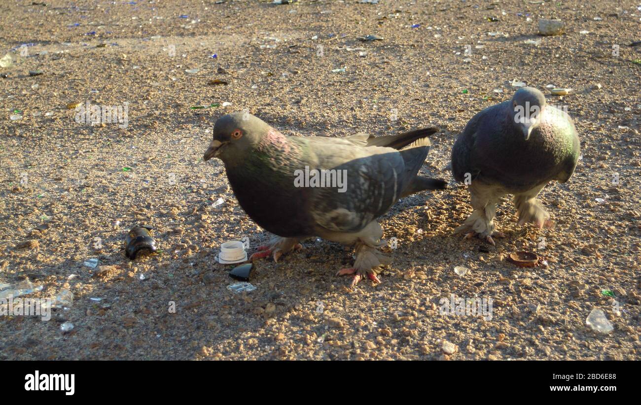 Pigeons pigeon feeding junk food hi-res stock photography and images ...