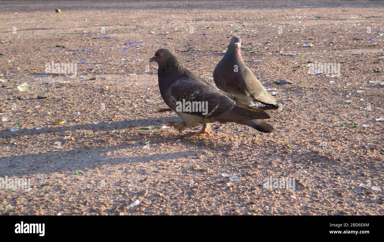 Photos of pigeons looking for food among the garbage in the form of ...