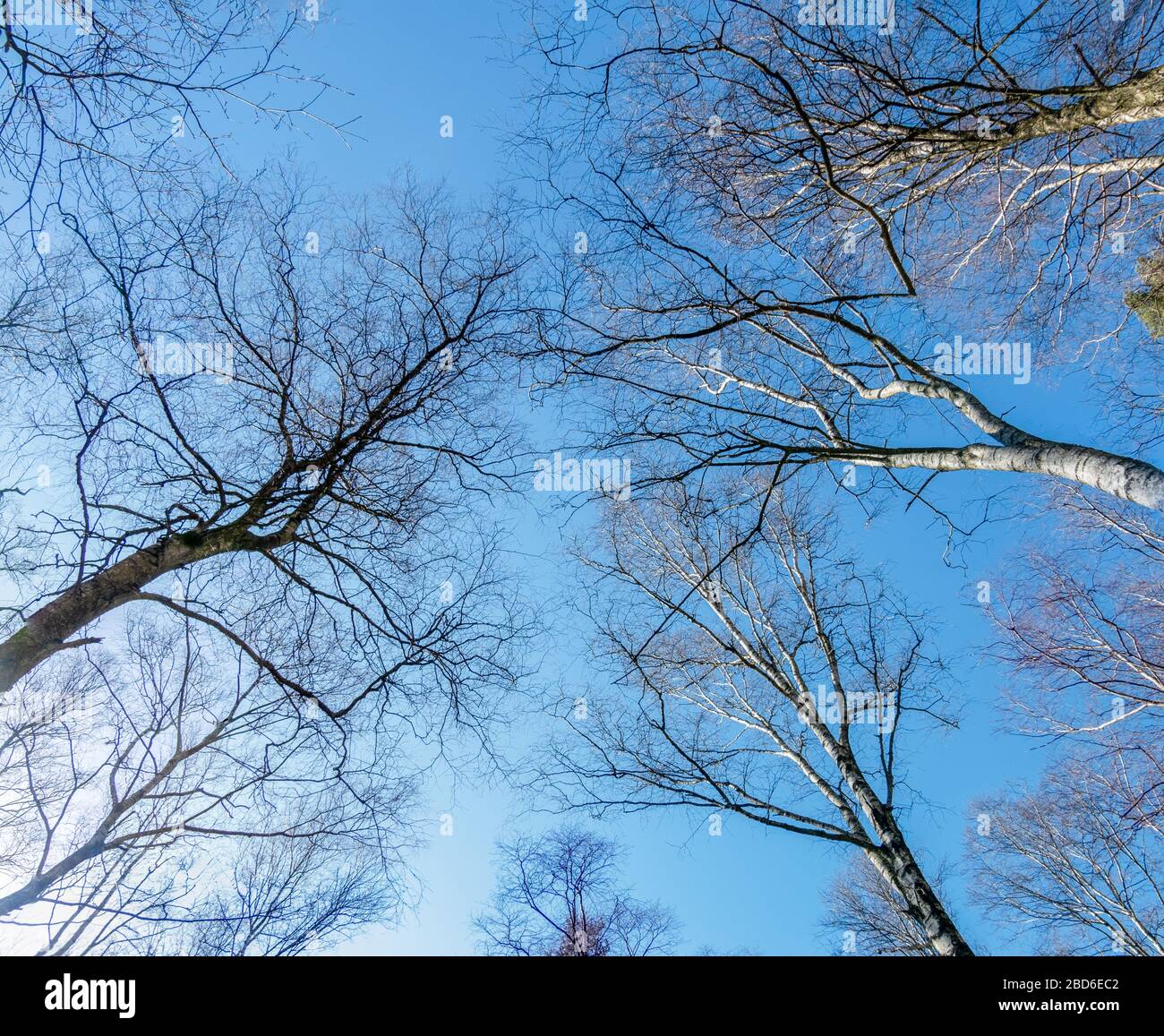 Looking up in the woods tree branches and sky in early spring Stock ...