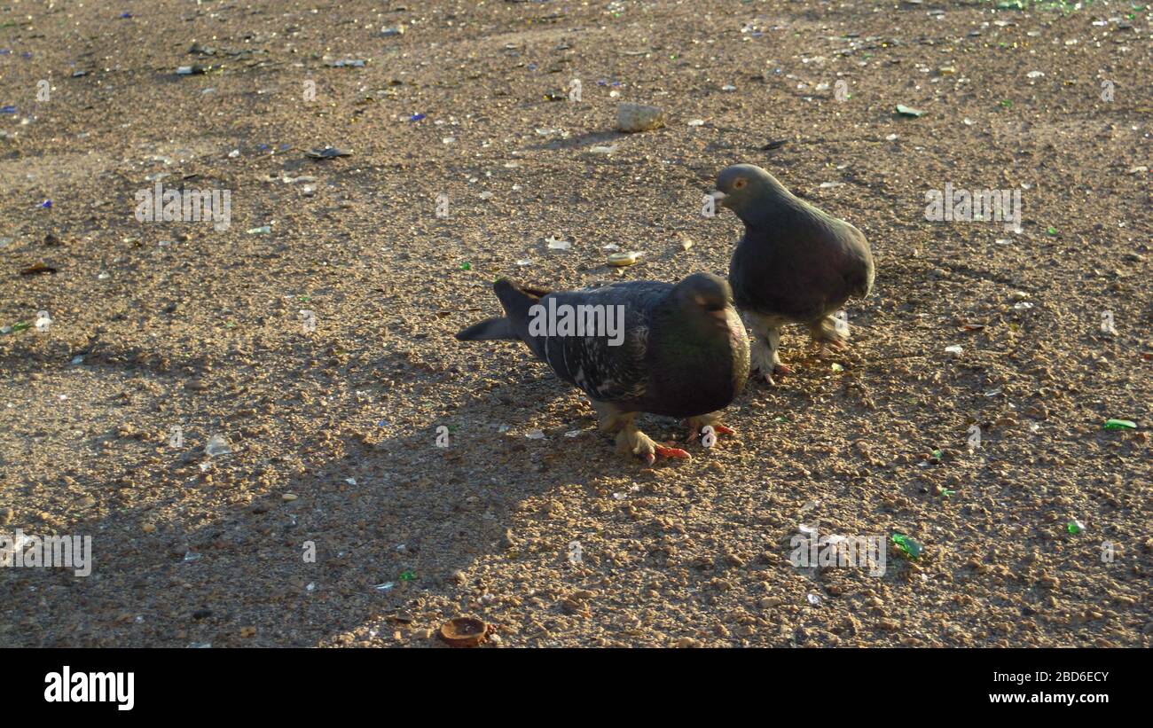 Photos of pigeons looking for food among the garbage in the form of ...