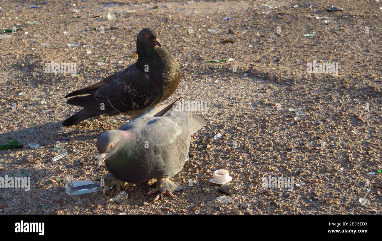 Photos of pigeons looking for food among the garbage in the form of ...