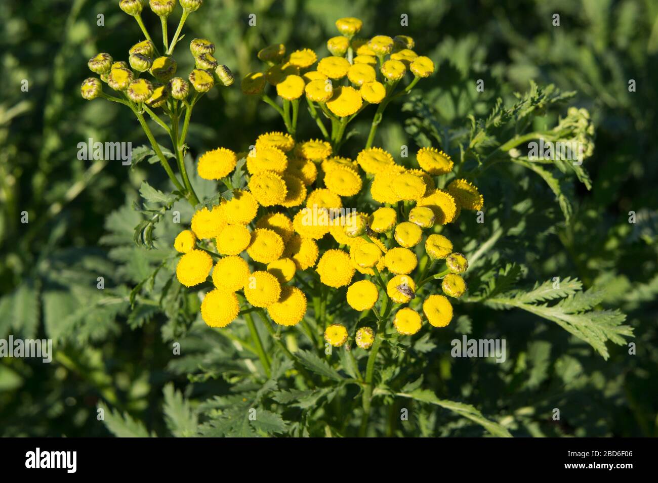 Common tansy (Tanacetum vulgare) in a park Stock Photo - Alamy