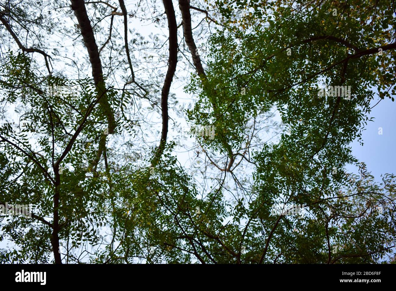 Green forest trees. nature greenery wood backgrounds Stock Photograph ...