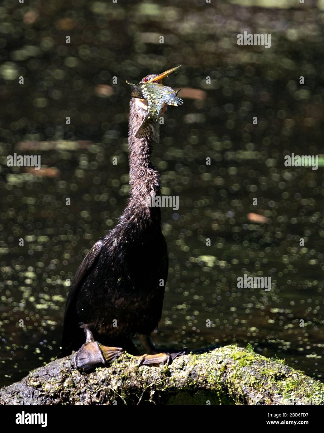 Wildlife photo of an anhinga bird hi-res stock photography and images ...