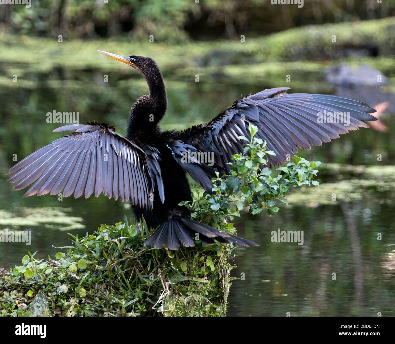 Anhinga bird close-up profile view displaying spread wings, head, beak ...