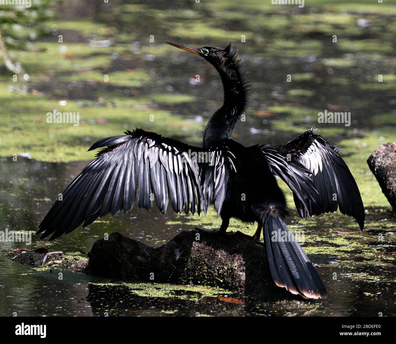 Anhinga bird close-up profile view displaying spread wings, head, beak ...