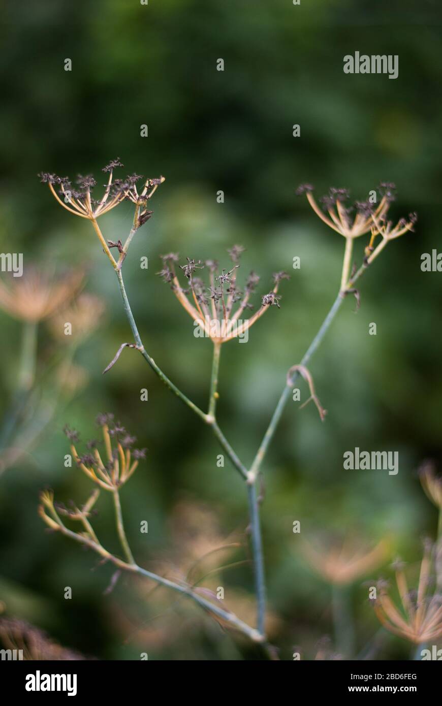 Stuart Architecture National Trust Ham House, Ham Street, Richmond-upon ...
