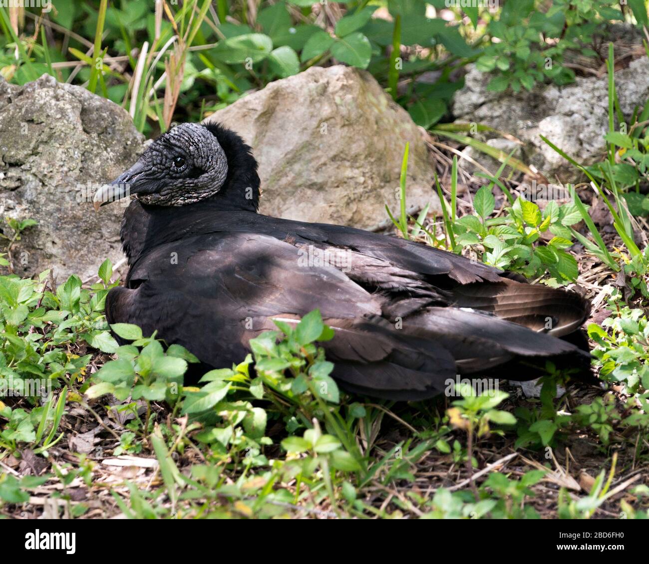 Black Vulture bird close up resting with rock and foliage background ...