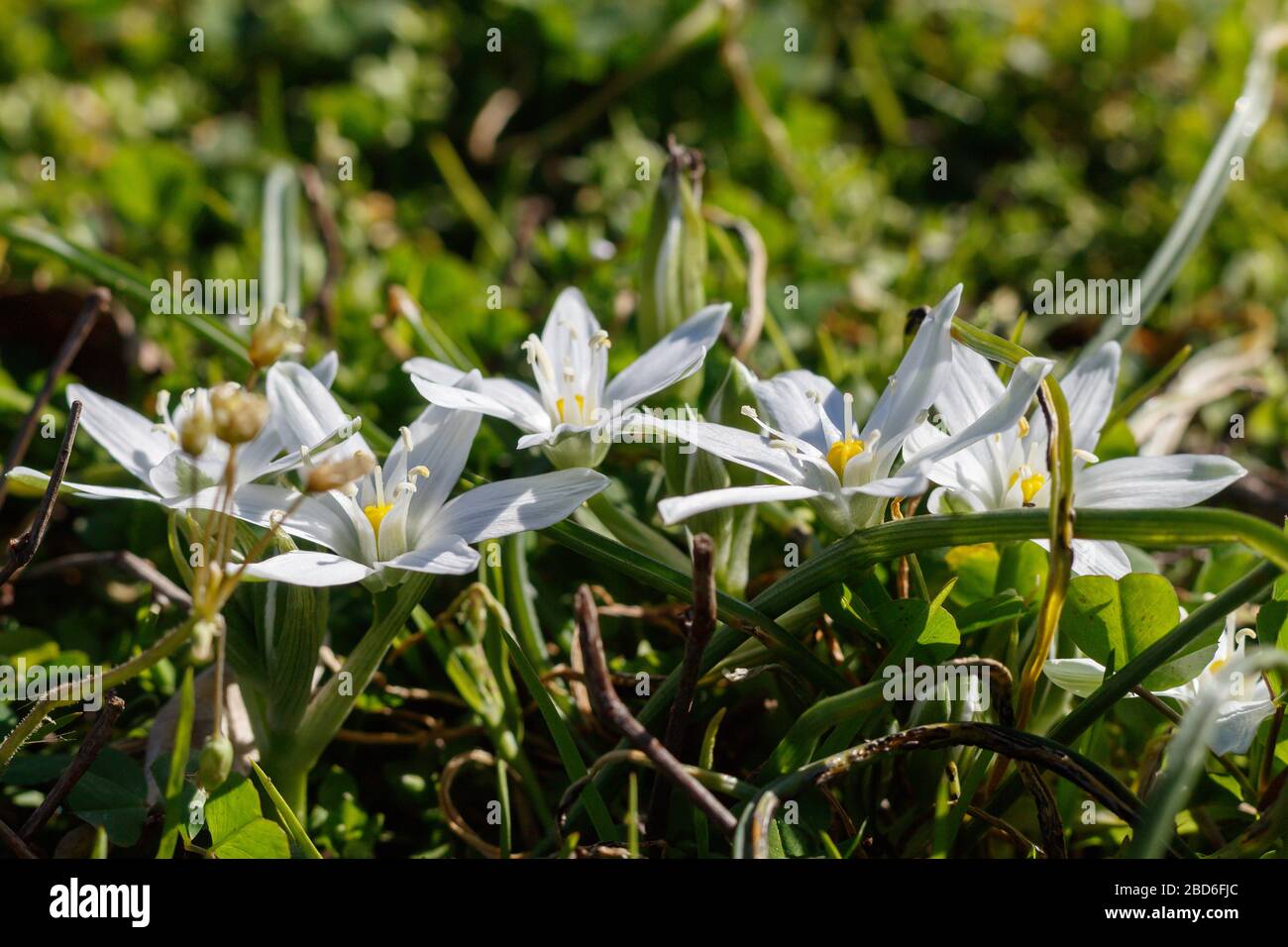 Beautiful Wild Flowers in Spring Blossom Stock Photo - Alamy