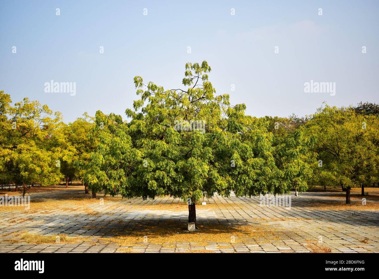 Neem Tree/neem plant Background landscape Stock Photograph Image Stock ...