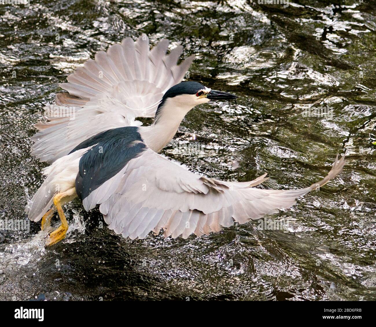 Black-crowned Night Heron bird close-up profile view flying over water ...