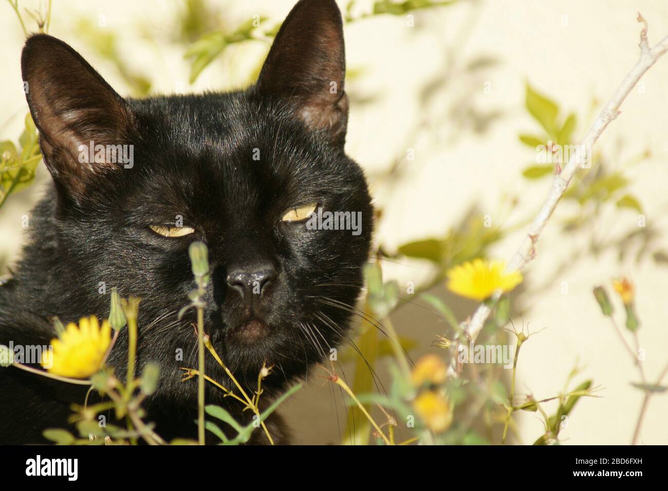 Black cat relaxing and sunbathe in home Stock Photo - Alamy