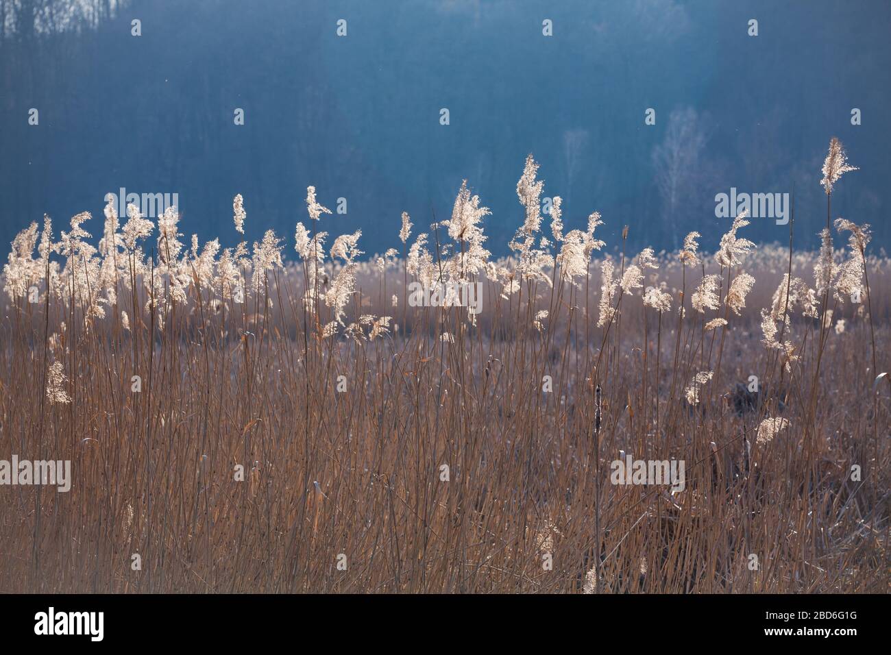 Cane thicket in early spring against the background of trees Stock ...