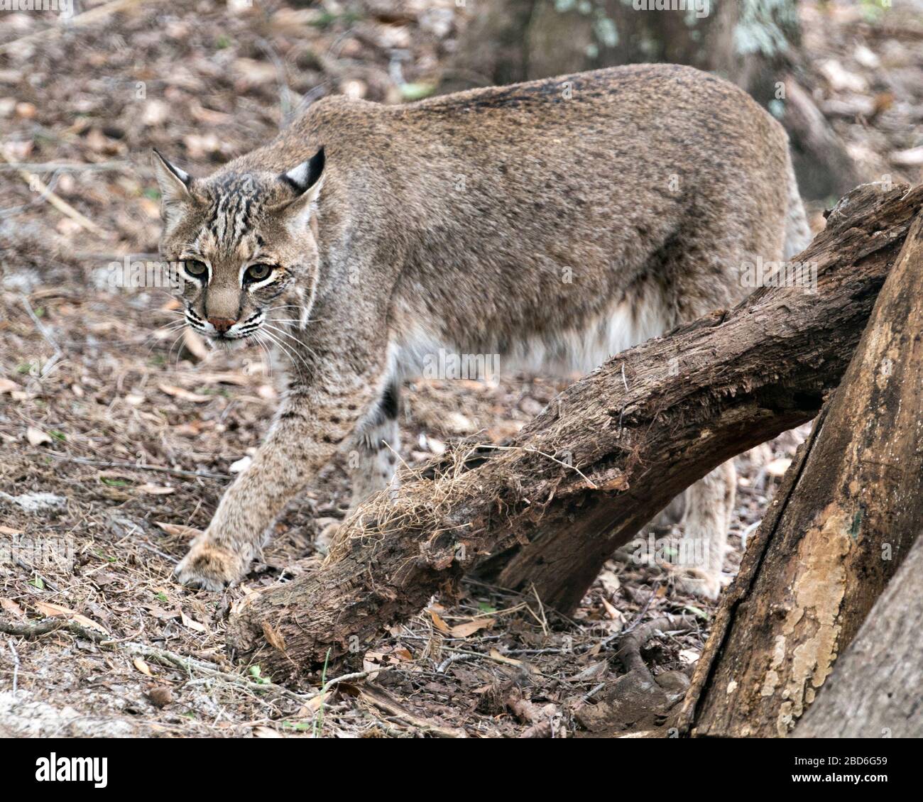Bobcat close up profile view walking and looking at the camera ...
