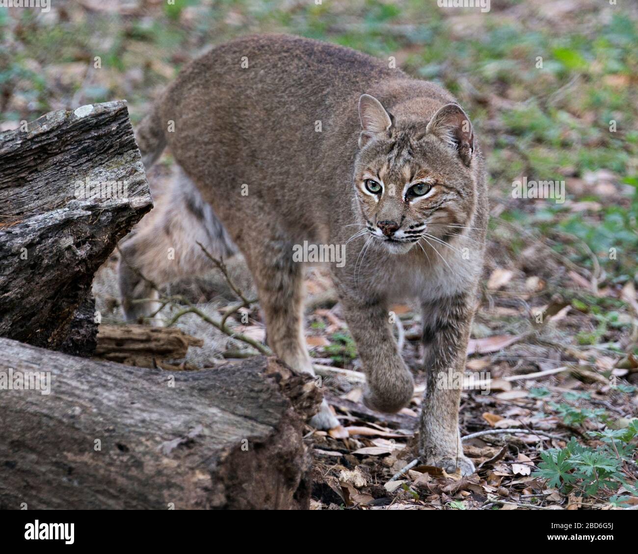 Bobcat close up profile view walking and looking at the camera ...