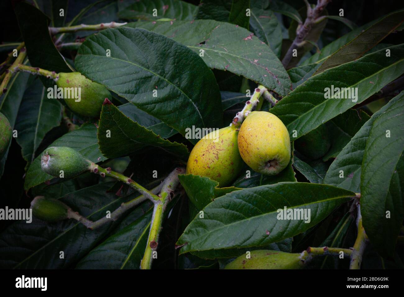 Unripe fruits of medlar among the leaves on medlar tree Stock Photo - Alamy