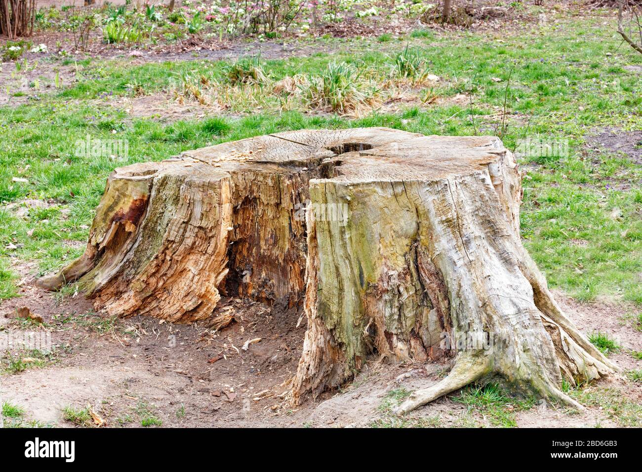 The texture of the fibers of an old rotting stump around which green ...