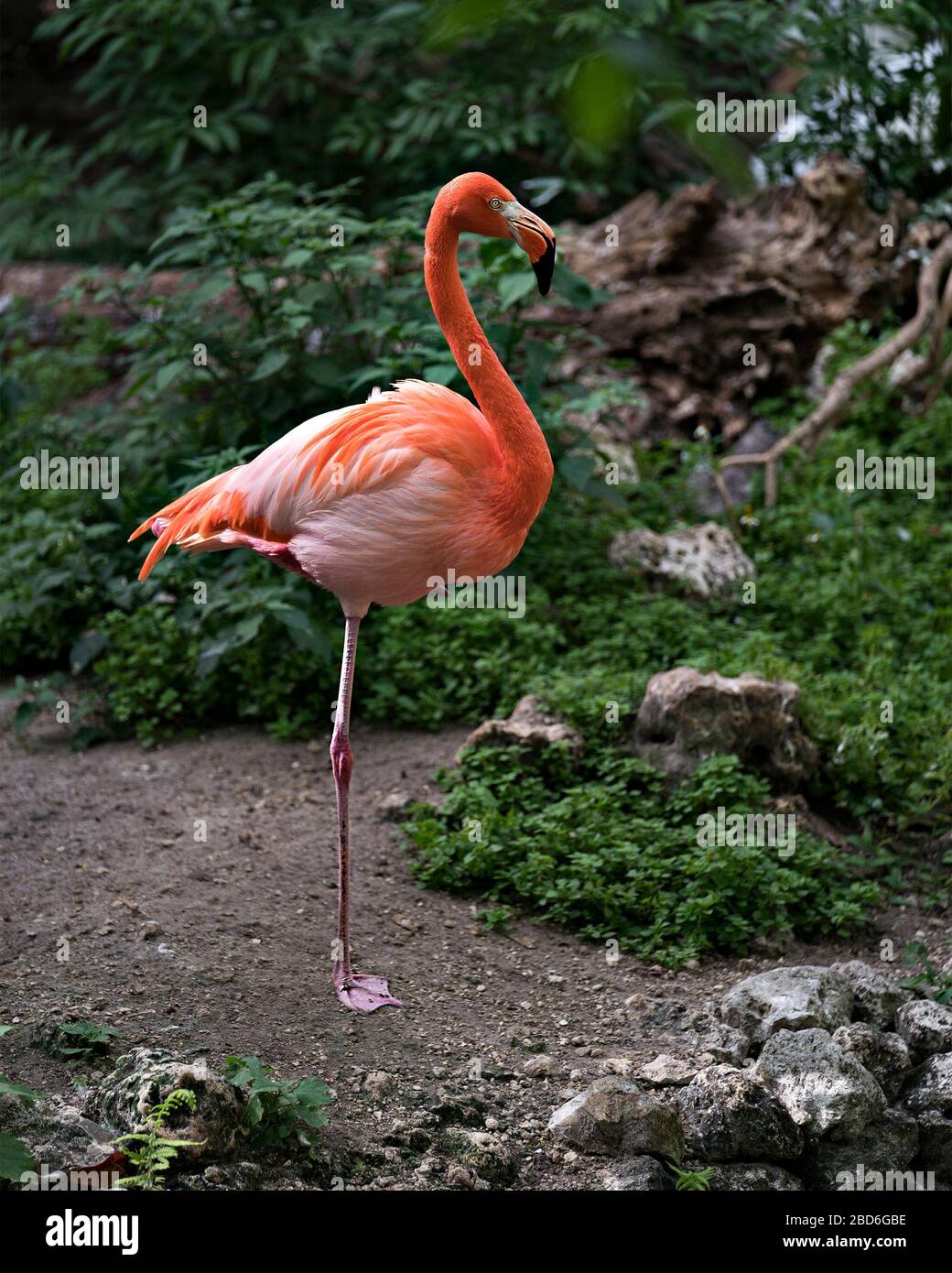 Flamingo bird standing on one leg hi-res stock photography and images ...