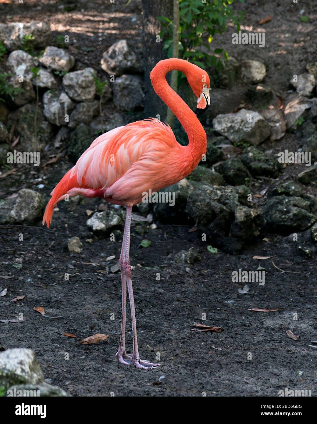 Flamingo bird close-up profile view with foliage and rock background in ...