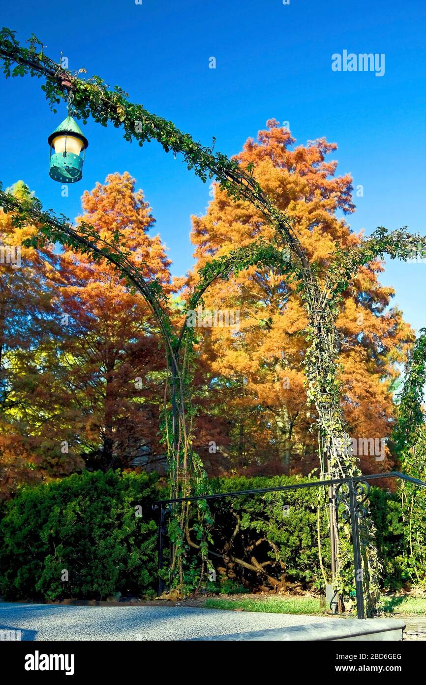 Vine covered outdoor arches hi-res stock photography and images - Alamy