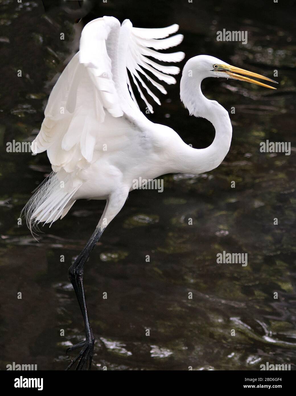 Great White Egret bird close-up profile view standing in the water with ...