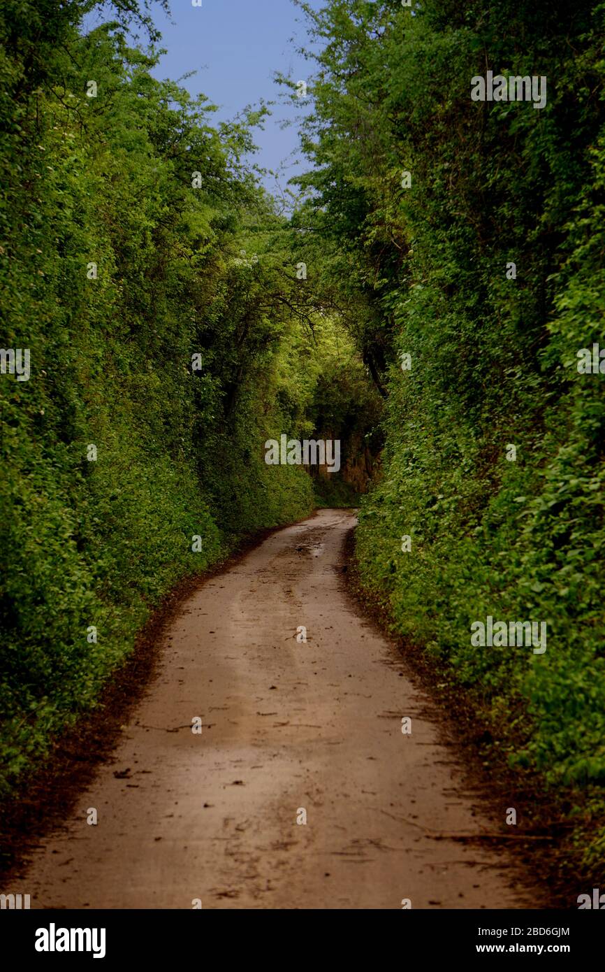 Road passing through forest Stock Photo - Alamy