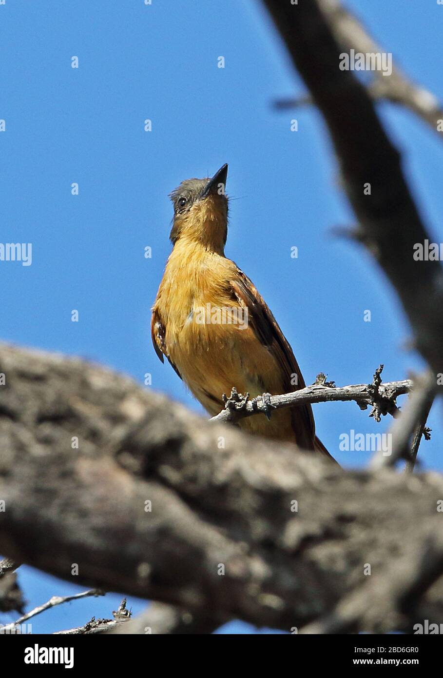 Myiarchus semirufus hi-res stock photography and images - Alamy