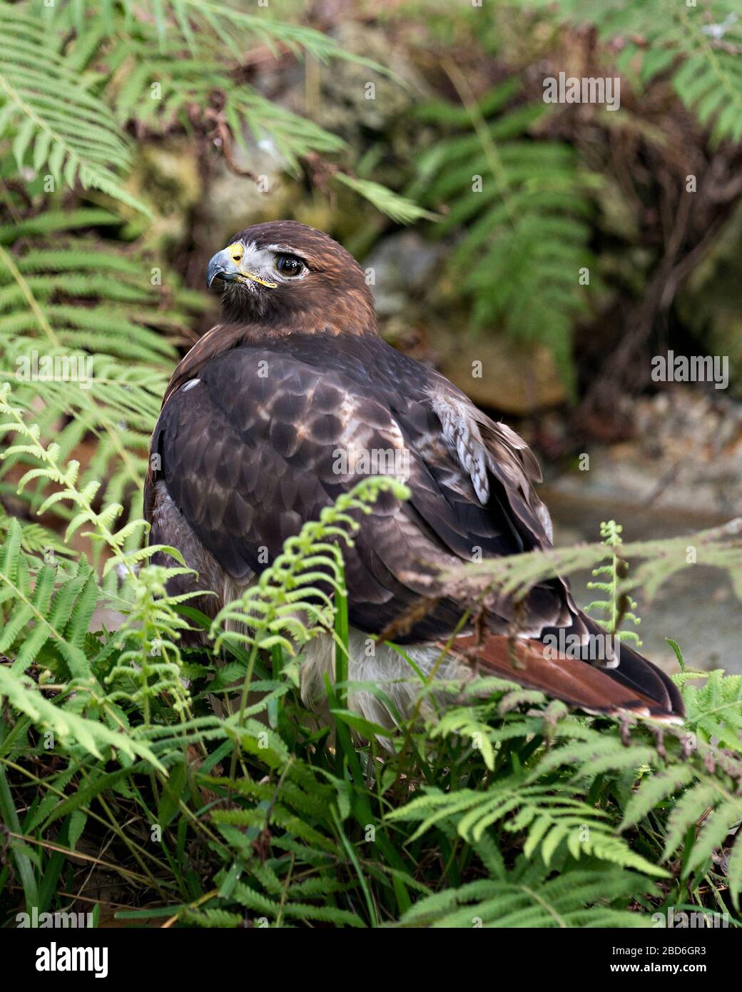 Hawk bird close-up profile view with foliage background and foreground ...